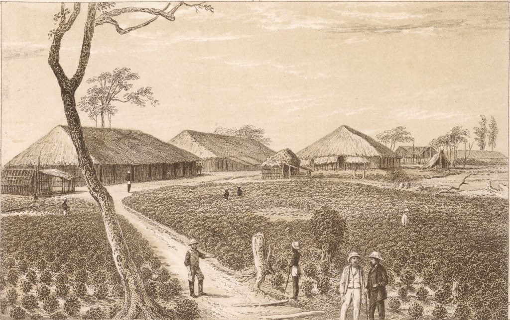 History of Tea & Where did it Originate - BudLeaf