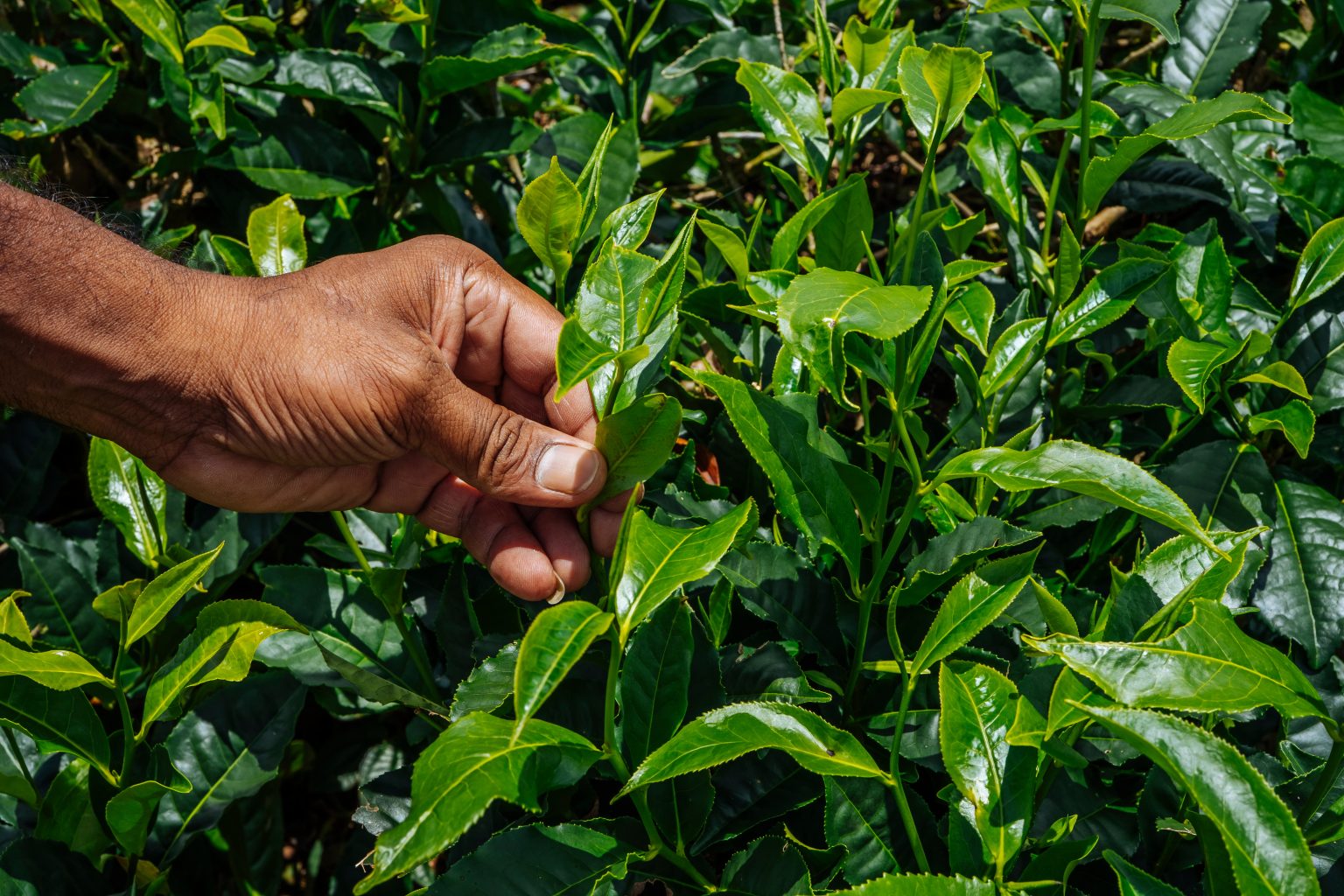 8 Ways to Check Tea Quality at Home - BudLeaf